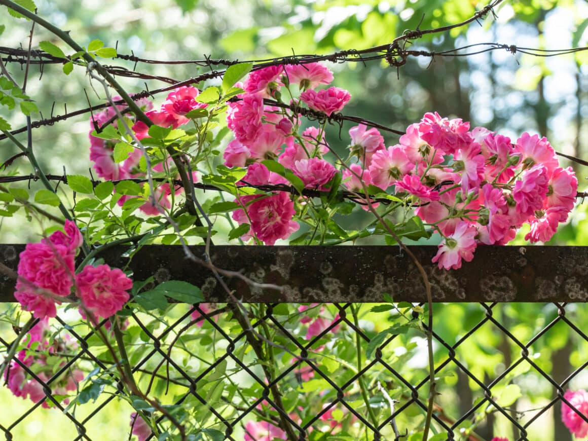 Comment choisir un treillis de jardin ? Guide complet pour bien clôturer